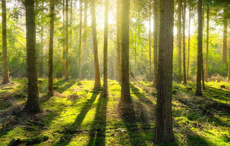Journey Of Forests Over The Years - Tahaan